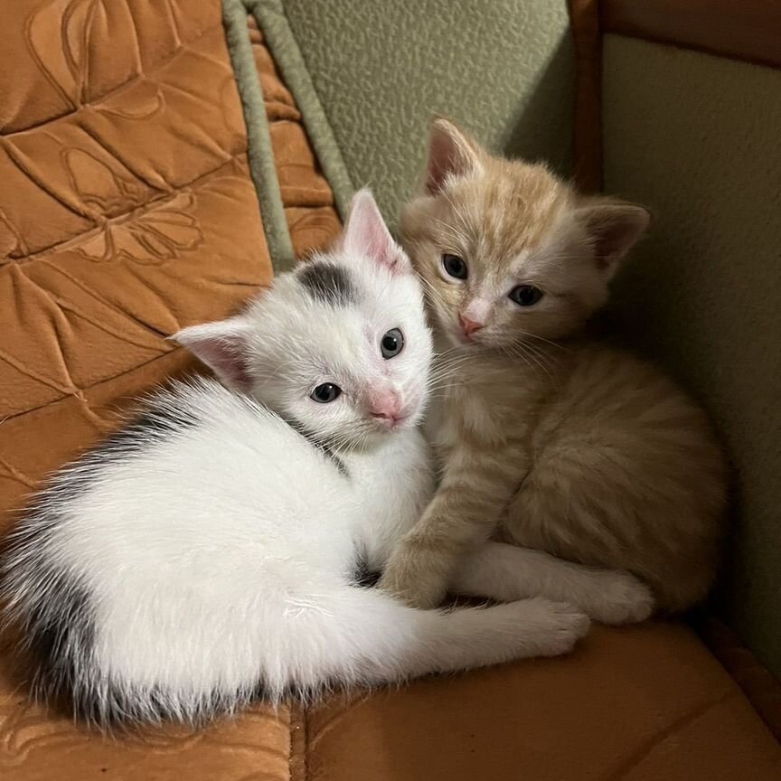 Котята в добрые руки даром