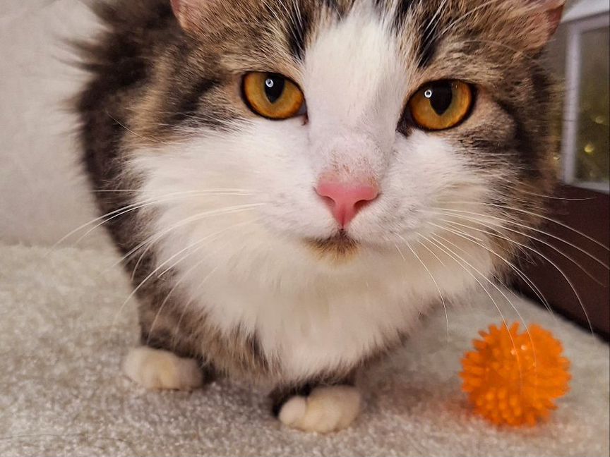 Котик Пушок
