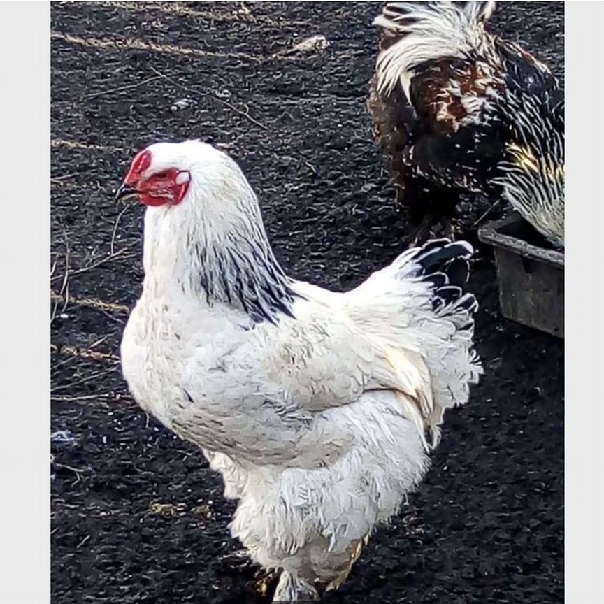 Петух породы Брама