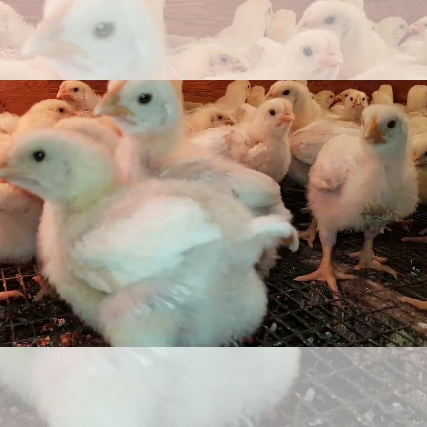 Цыплята бройлеры