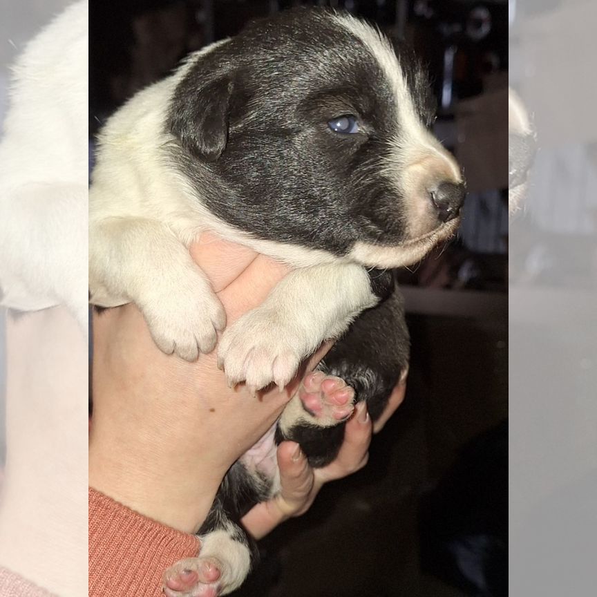 Щенок в добрые руки