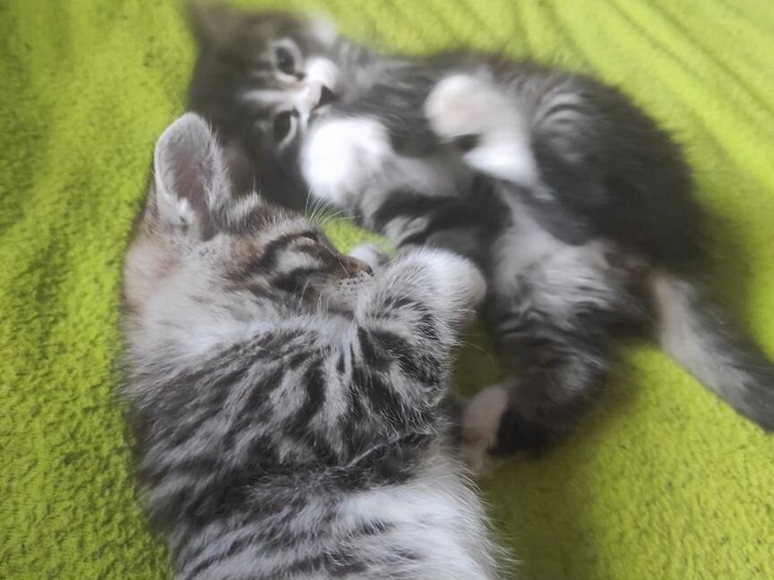 Отдам славную полосатую девчушку