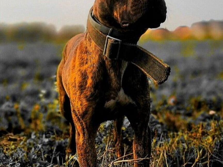 Щенки питбультерьера