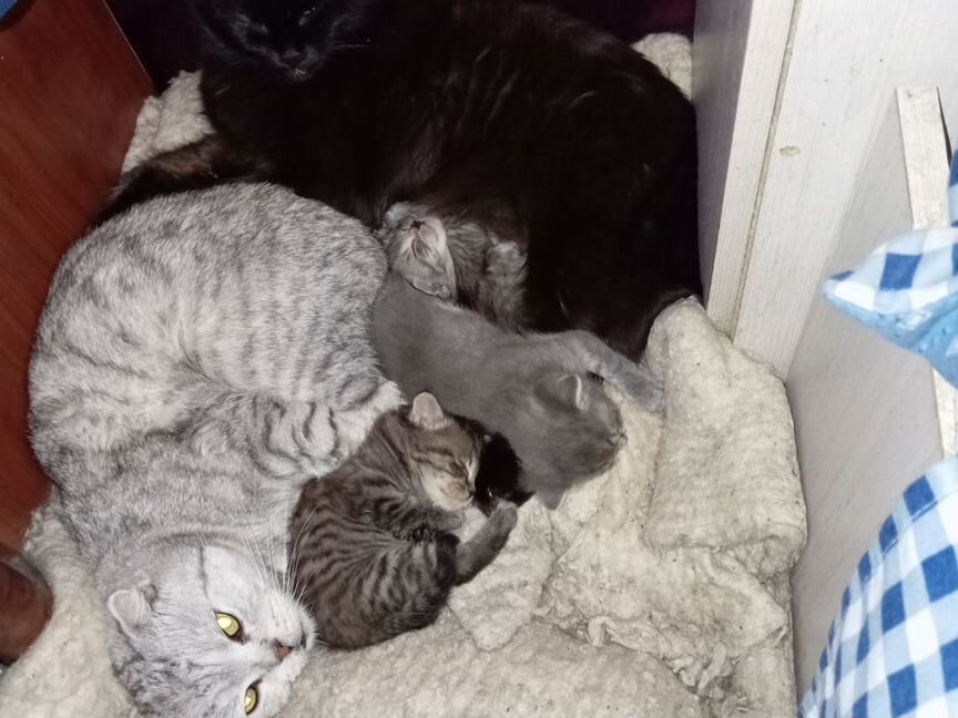 Котята шотландцы вислоухие