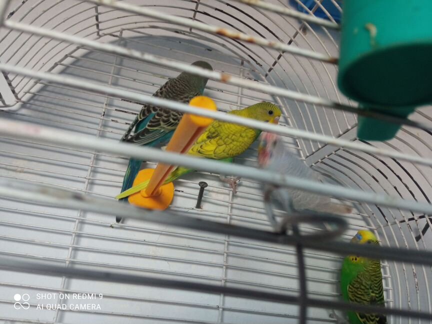 Волнистый попугай