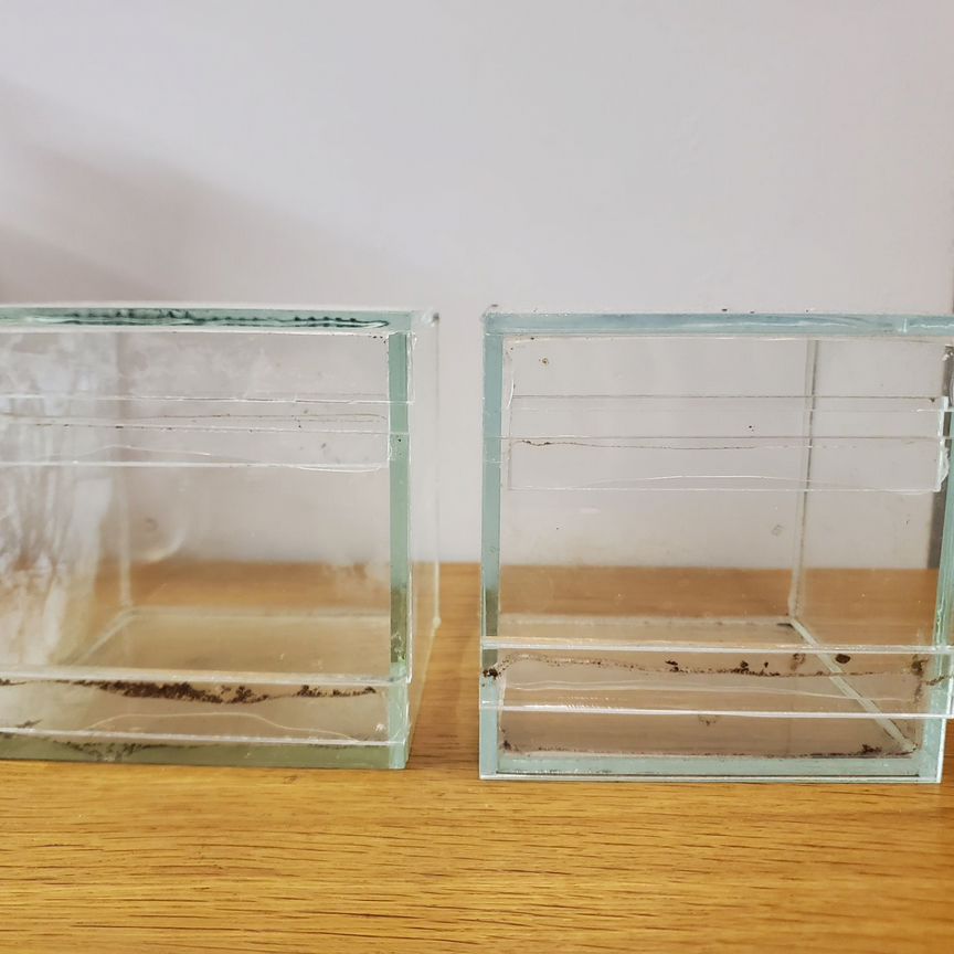 Паучатник террариум