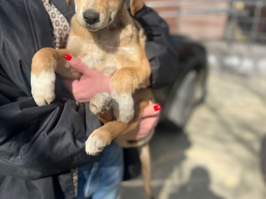 Щенок в добрые руки бесплатно