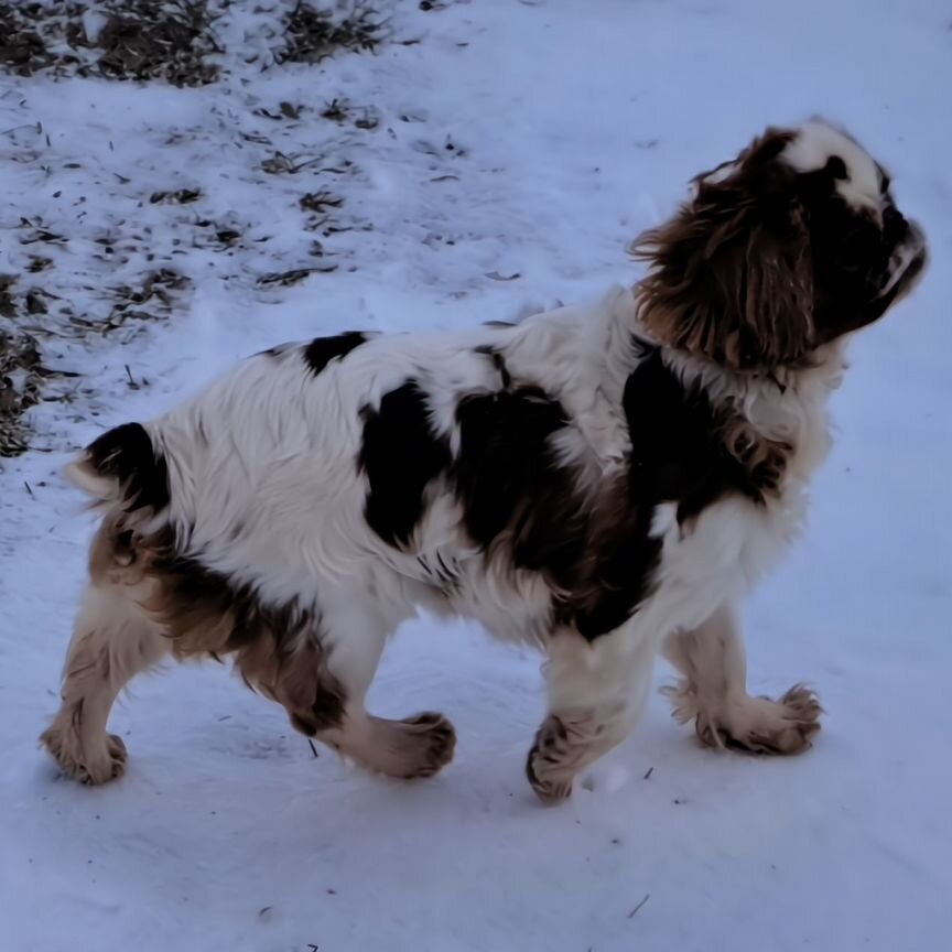 Кавалер кинг-чарльз-спаниель, взрослая собака