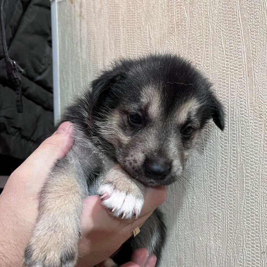 Щенки Хаски отдам в добрые руки