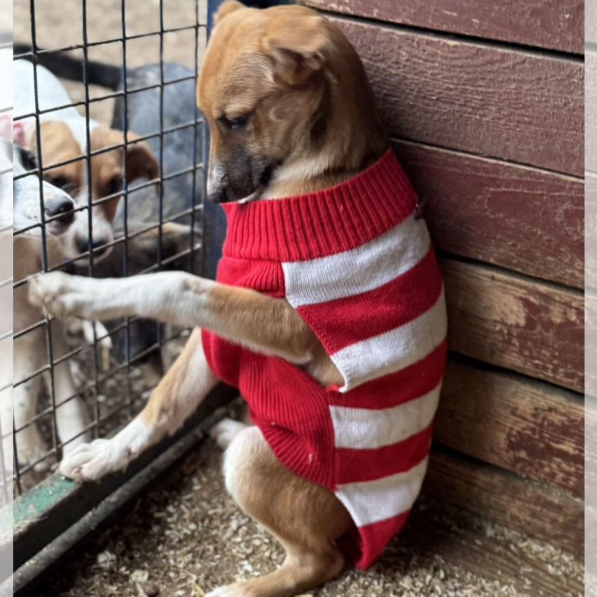 Щенок в добрые руки