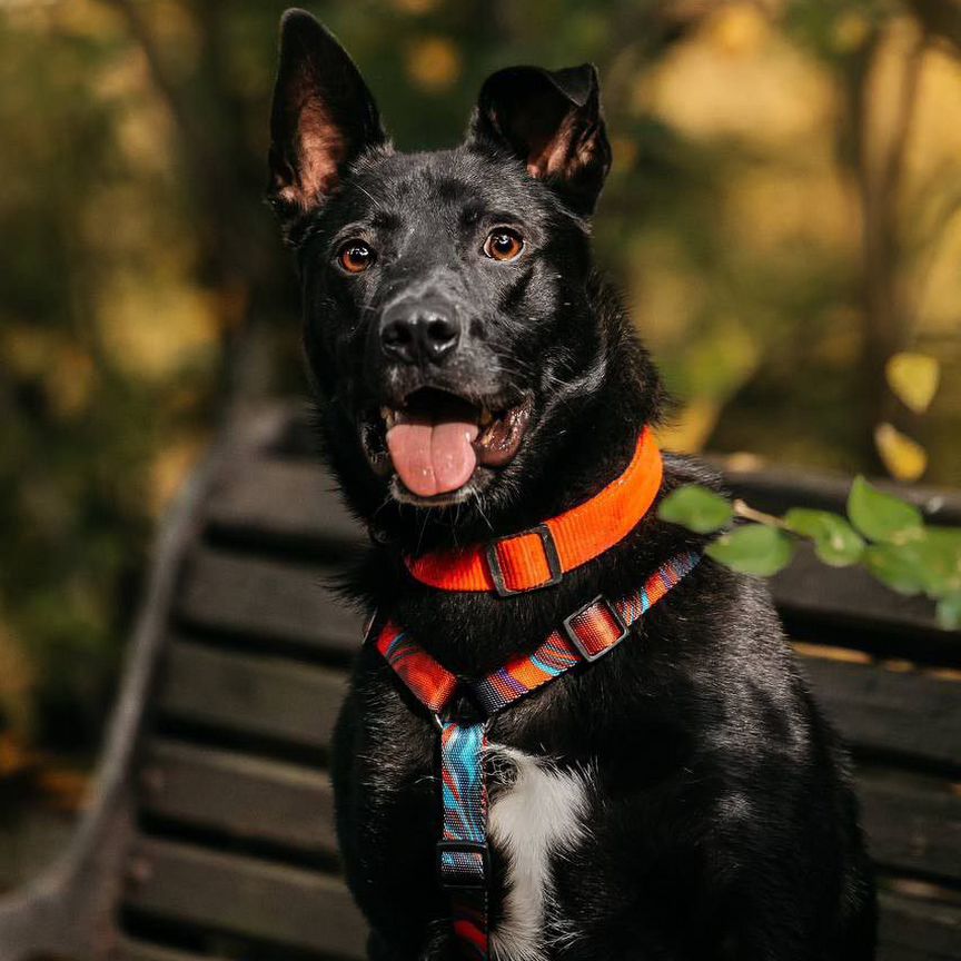 Собака в добрые руки