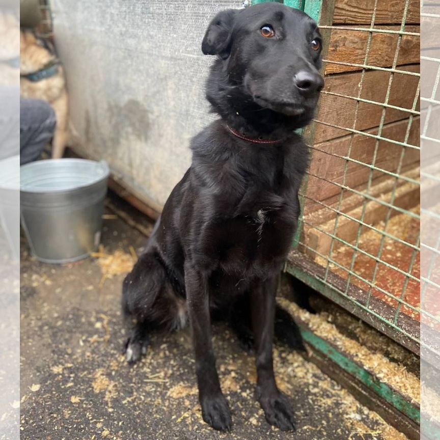 Собака в добрые руки