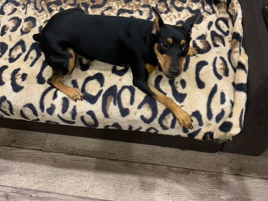 Цвенгпинчер