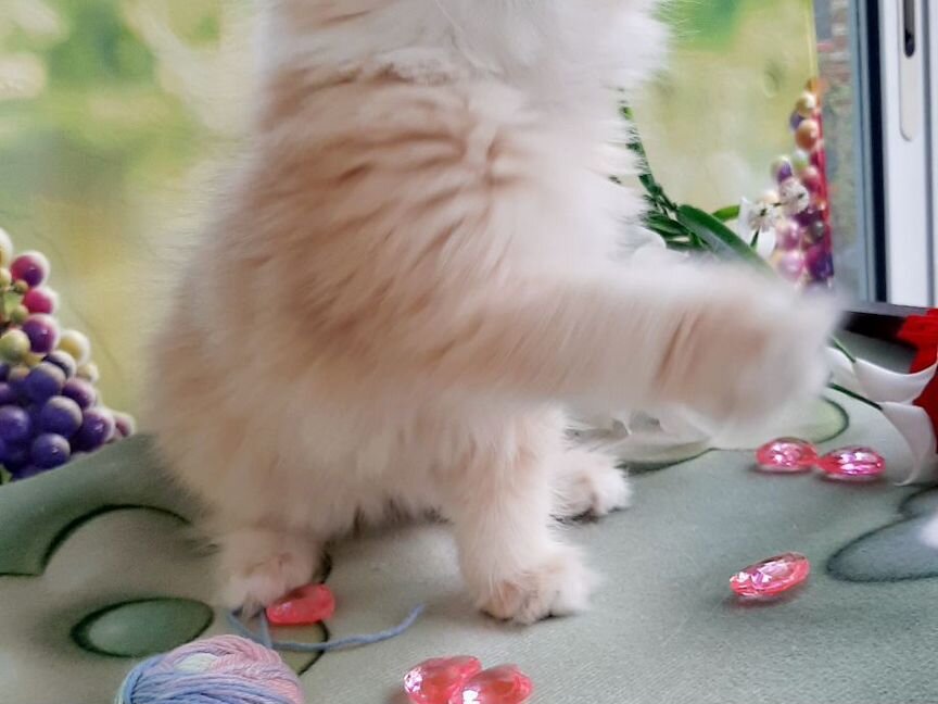 Золотой шиншилла
