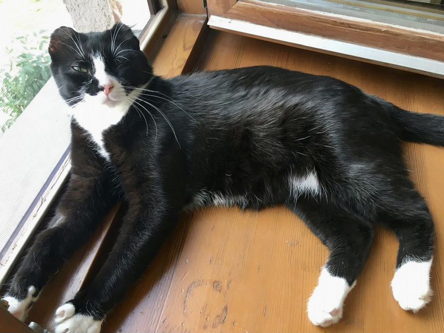 Котик Пьер Безухов мегаласковый ищет дом