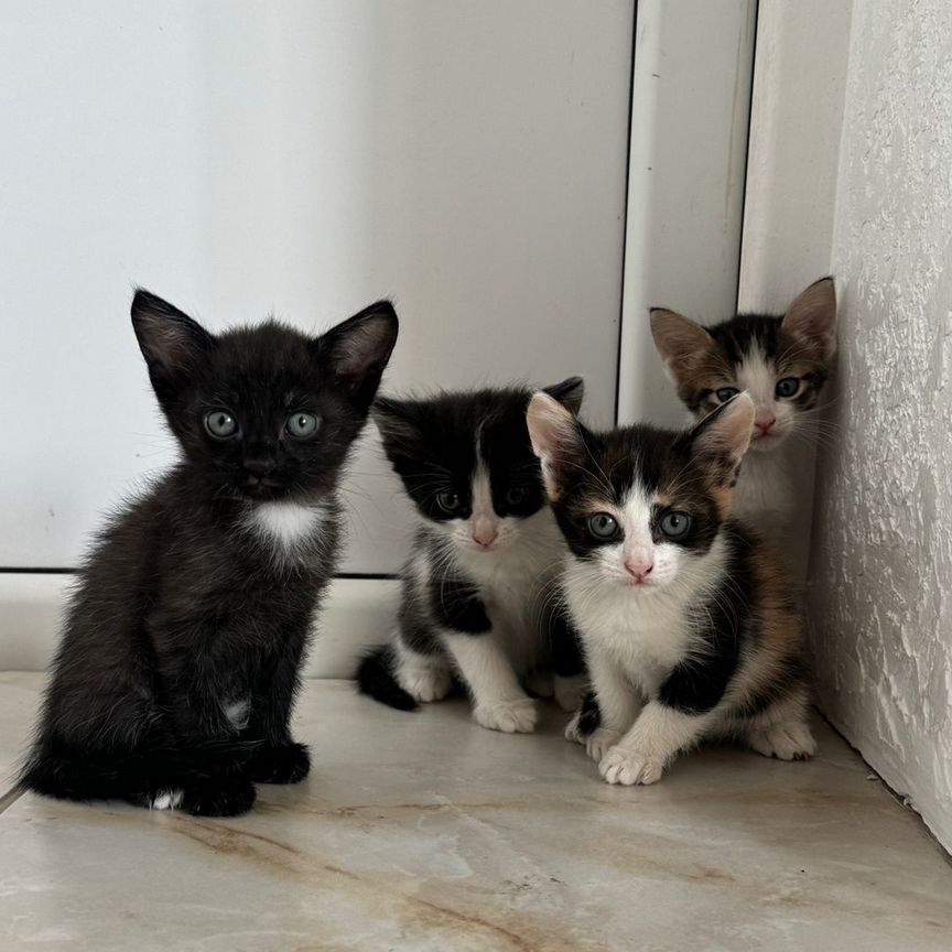 Котята в добрые руки