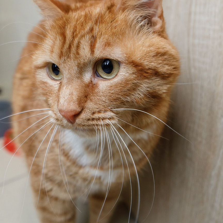 Молодой кот Пончик