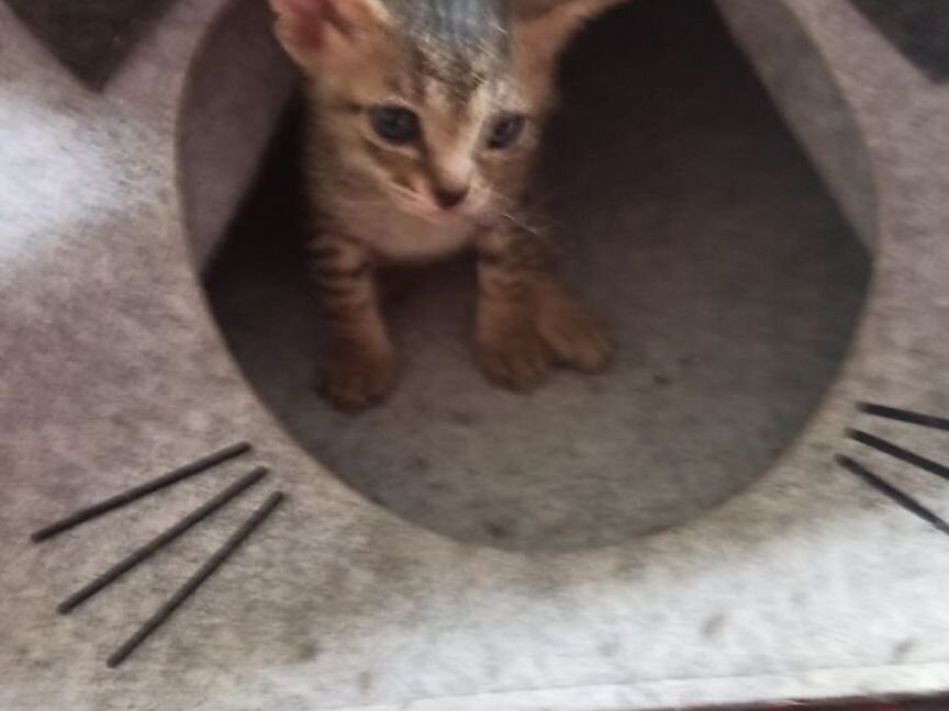 Котик сфинкс браш