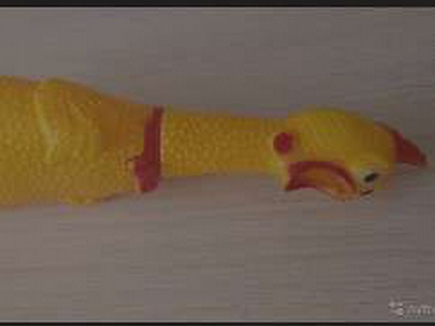 Грызунок для всех собак и кошек