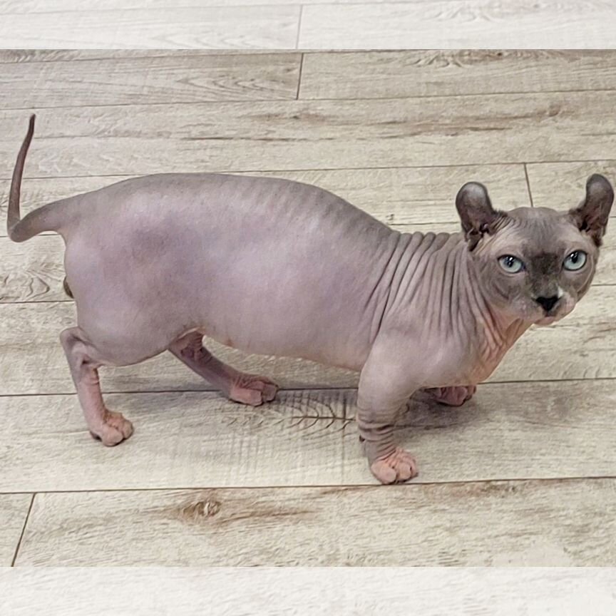 Двельф, взрослый кот