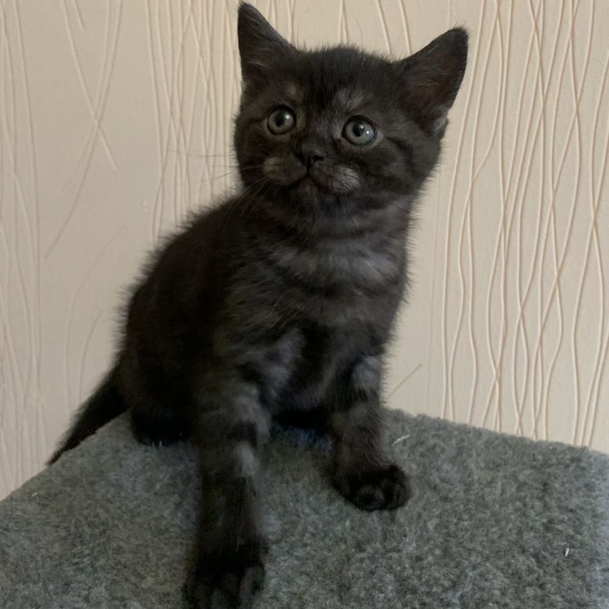 Британский короткошёрстный котёнок