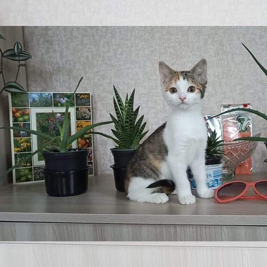 Котёнок в добрые руки