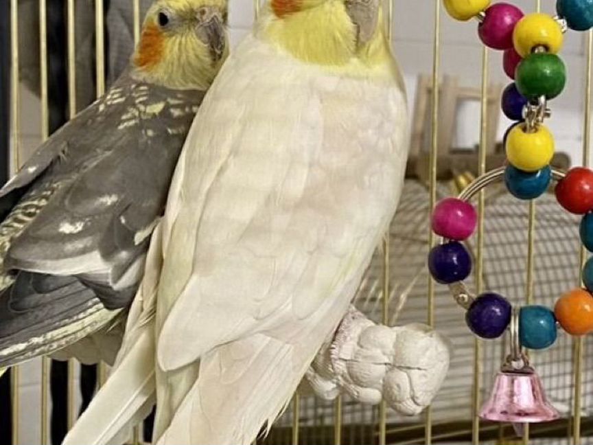 Попугай корелла