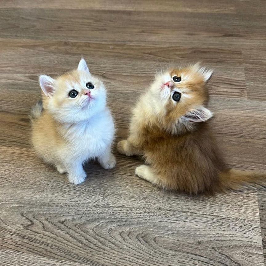 Британские котята золотая шиншилла