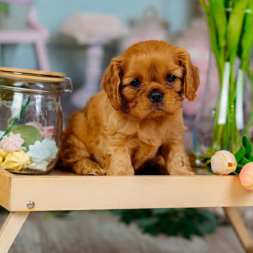 Кавалер кинг-чарльз-спаниель, щенок