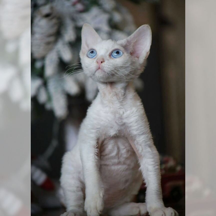 Девон-рекс котёнок