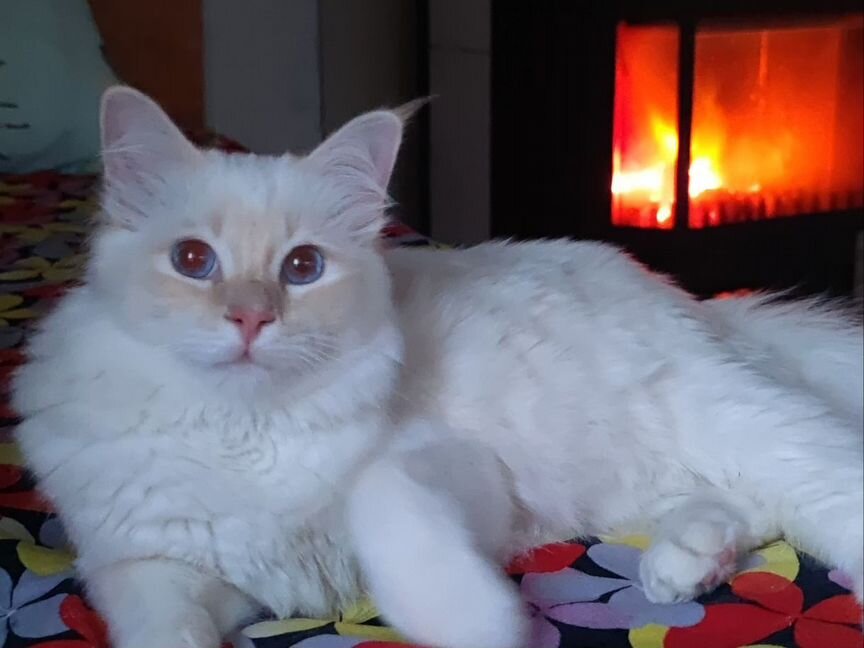 Священная Бирма