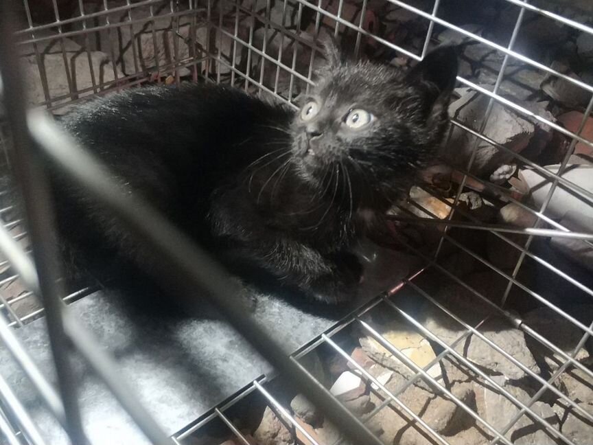 Кроха из подвала ищет дом
