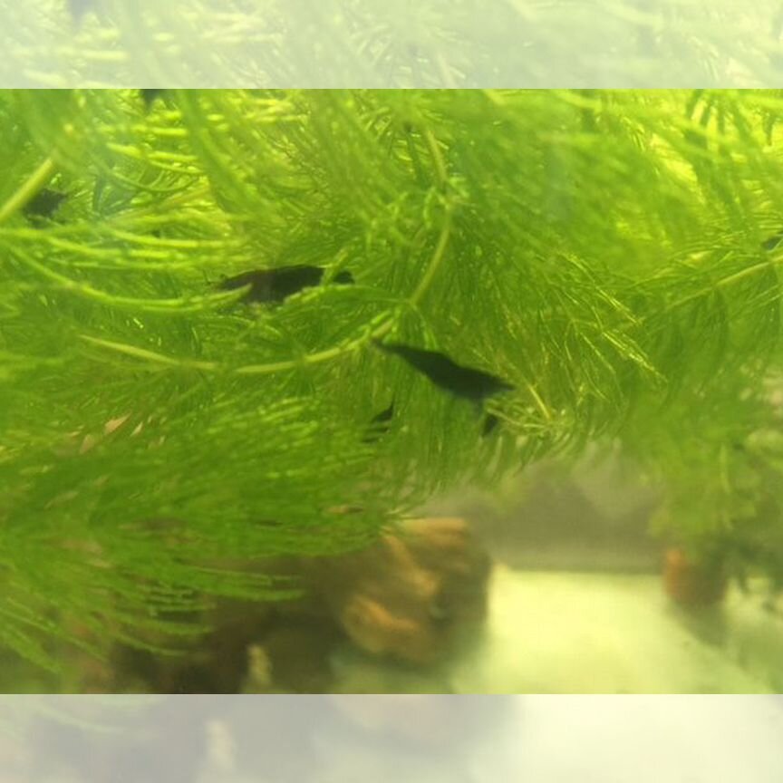 Креветки блю дрим