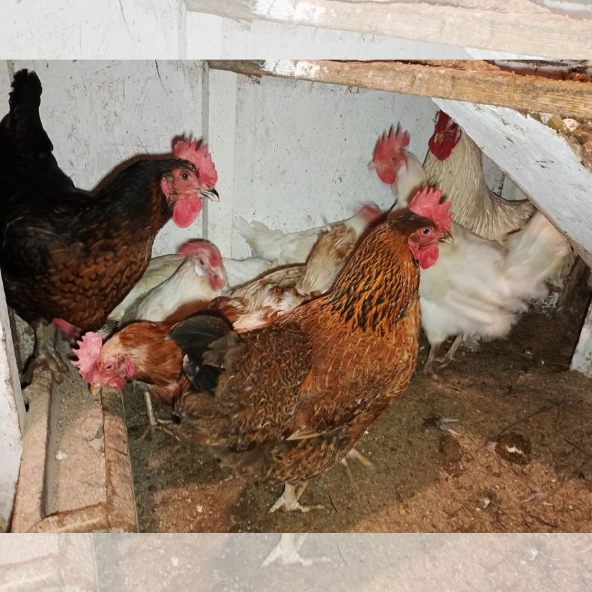 Куры молодки несушки