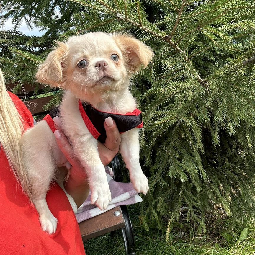 Чишка ванильный кексик