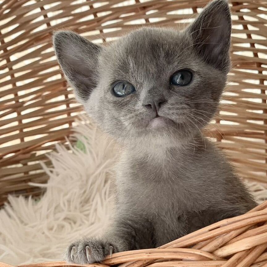 Бурманские котята