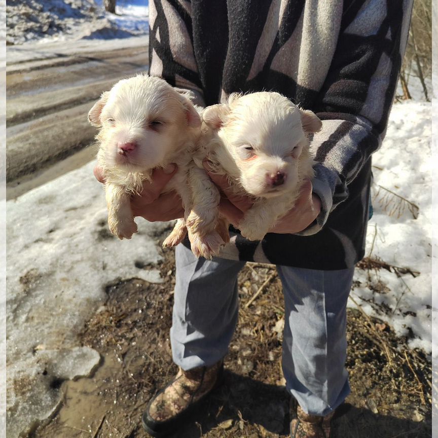 Русская цветная болонка, щенок