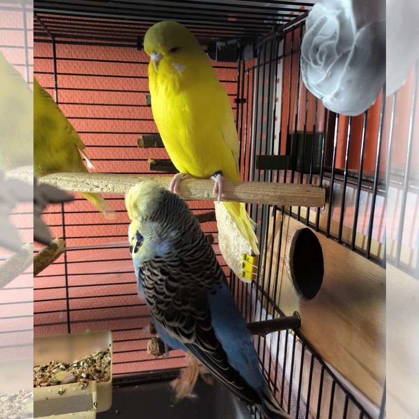 Попугай ввп чех