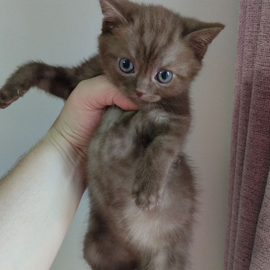 Котята