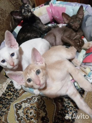 Ориенталы свободные котята