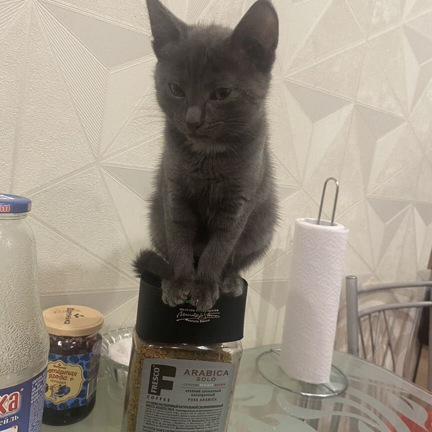 Котята отдам в добрые руки бесплатно