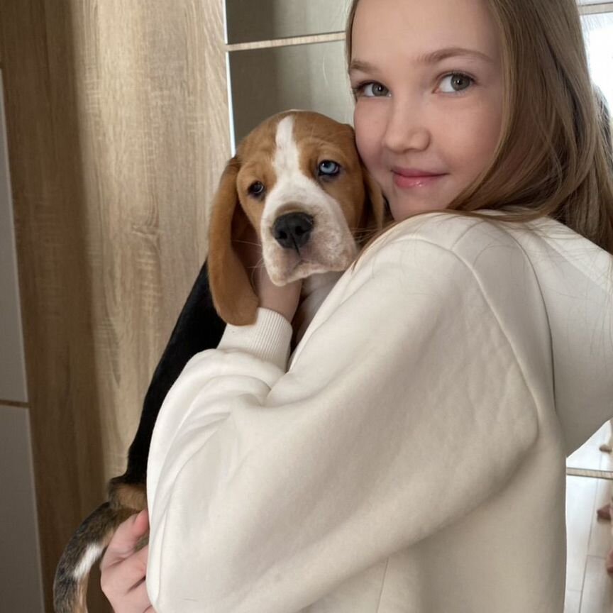 Собаки щенки бигль