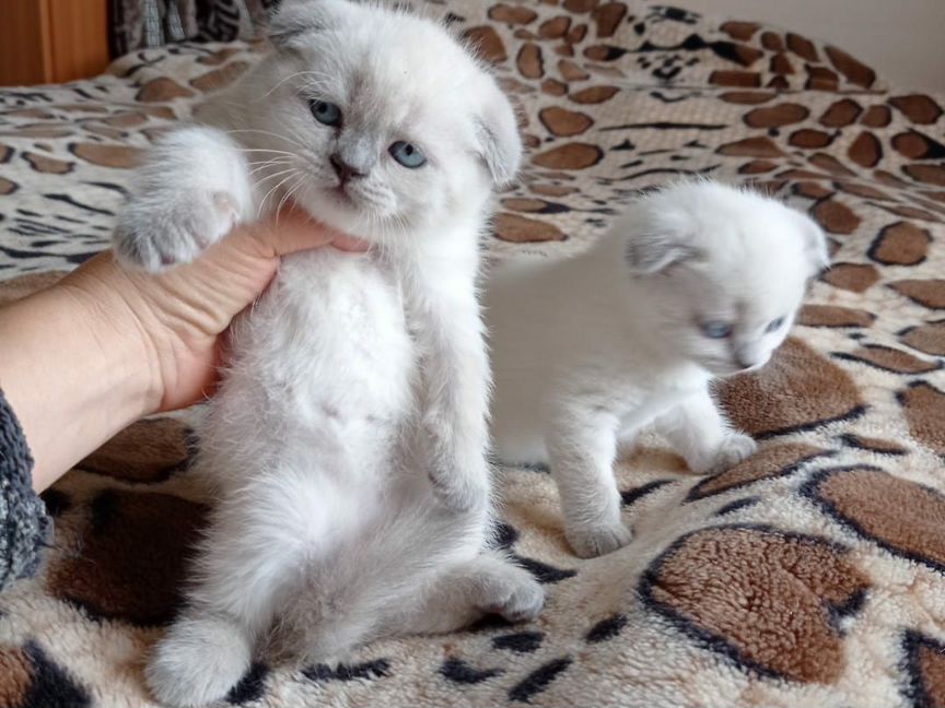 Элитные малыши