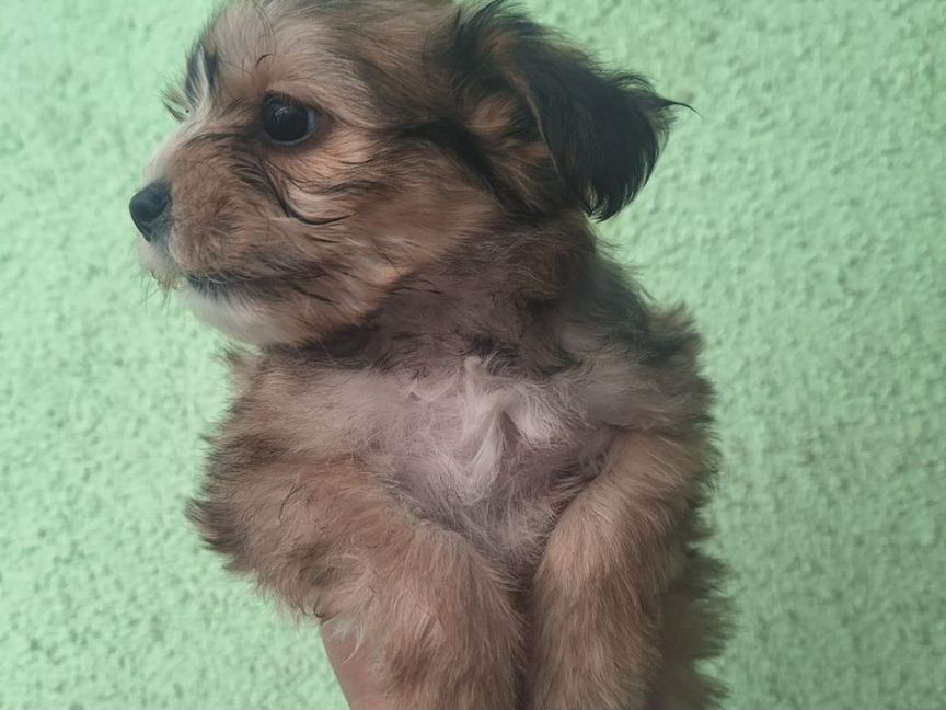 Маленькая собака йоркширский терьер