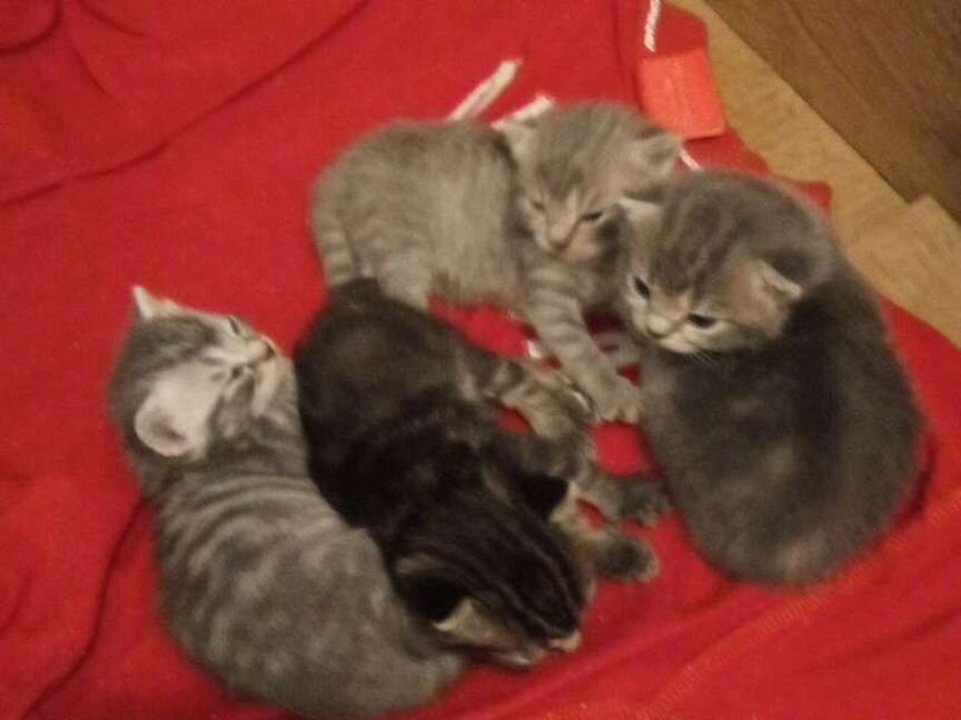 Кошка