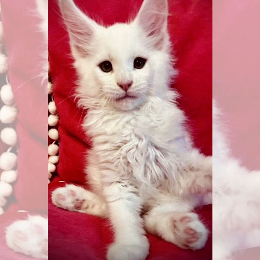 Мейн-кун котёнок