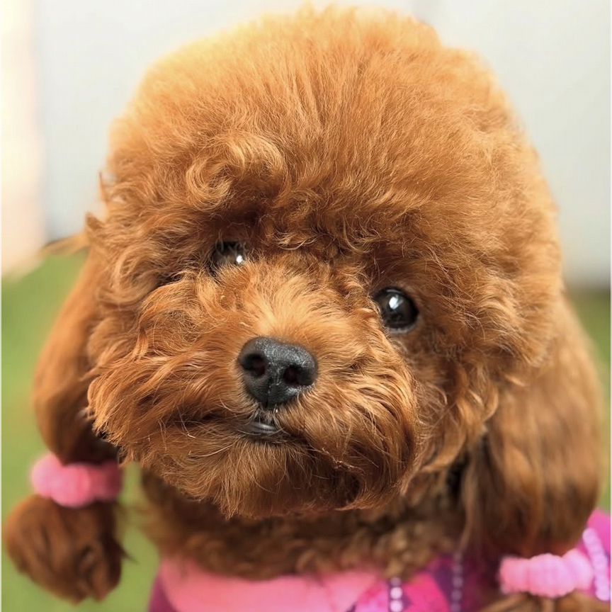 Той-пудель, щенок