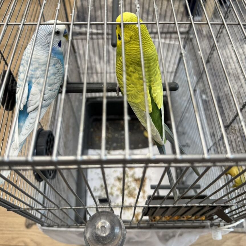 Волнистый попугай