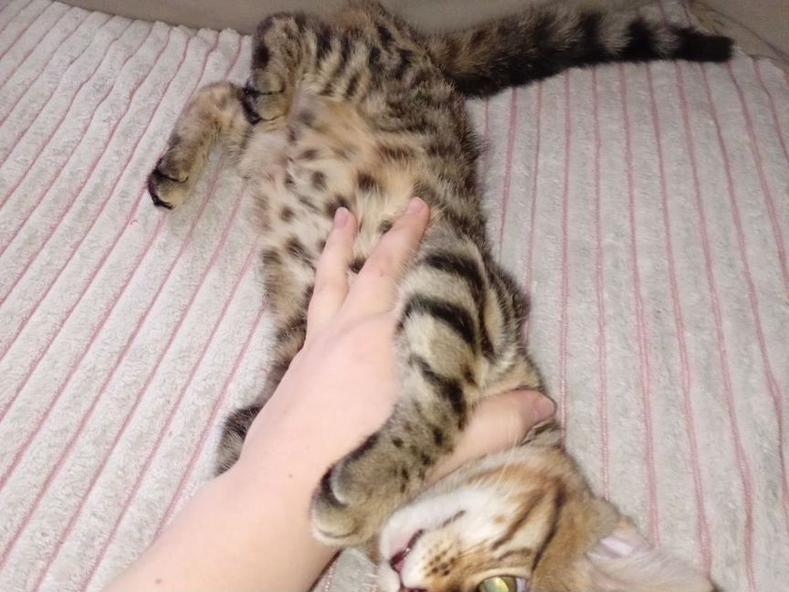 Бенгальская