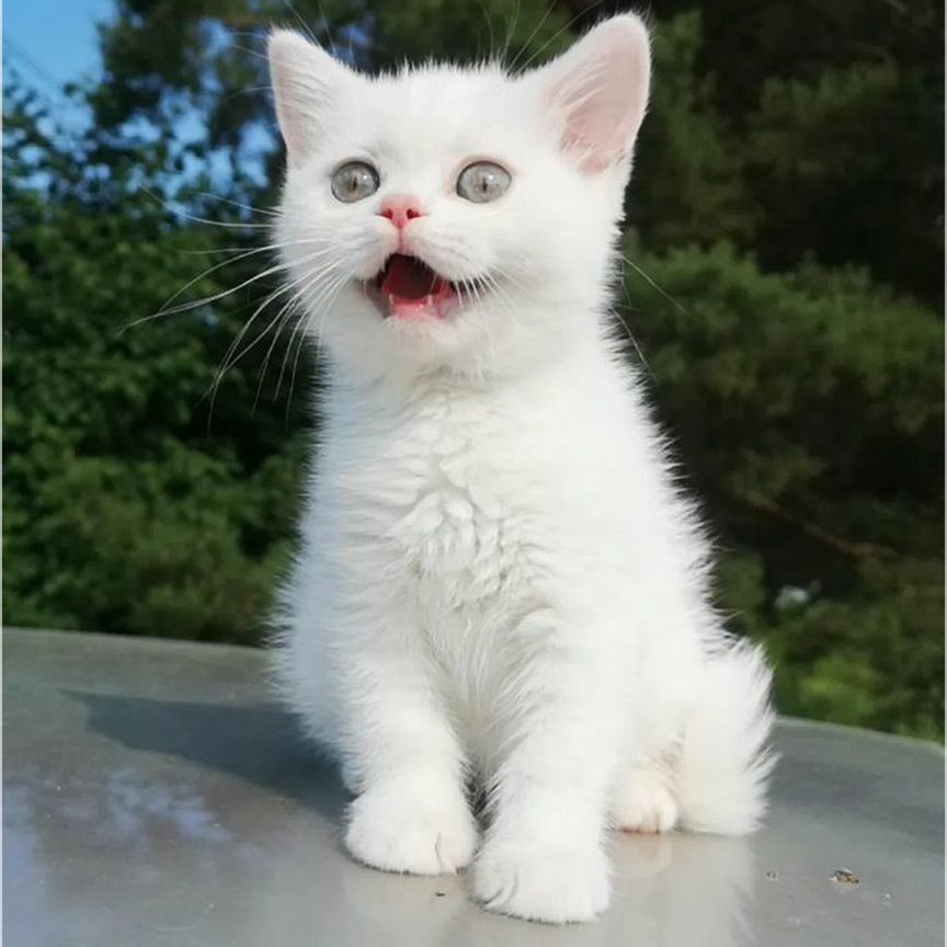 Шотландский прямоухий короткошёрстный котёнок